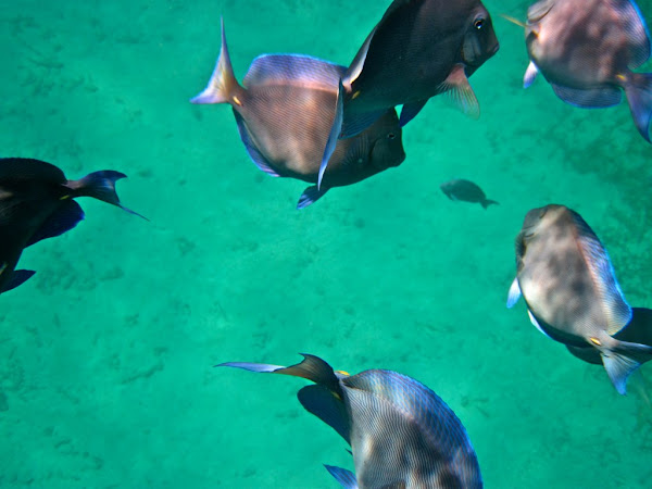 Blue Tang | Project Noah