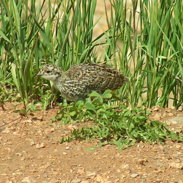 Dusky grouse | Project Noah