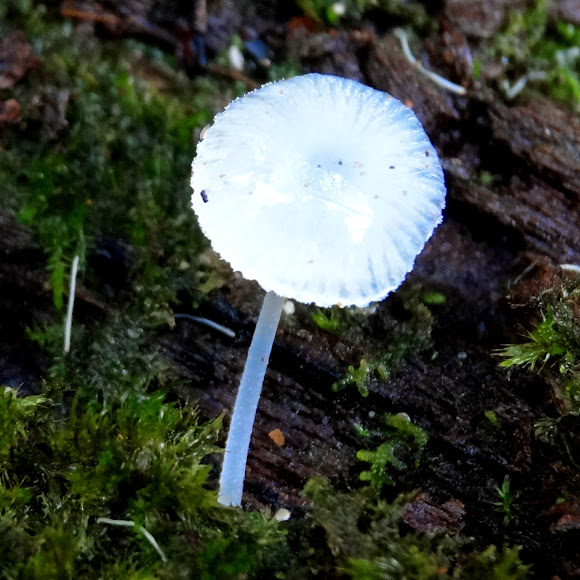 Pixie's parasol | Project Noah
