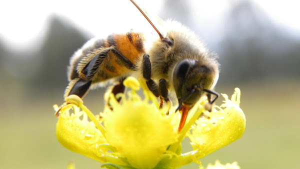 Abeja | Project Noah