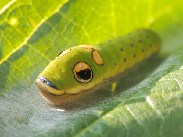 Spicebush swallowtail caterpillars (3rd instar) | Project Noah