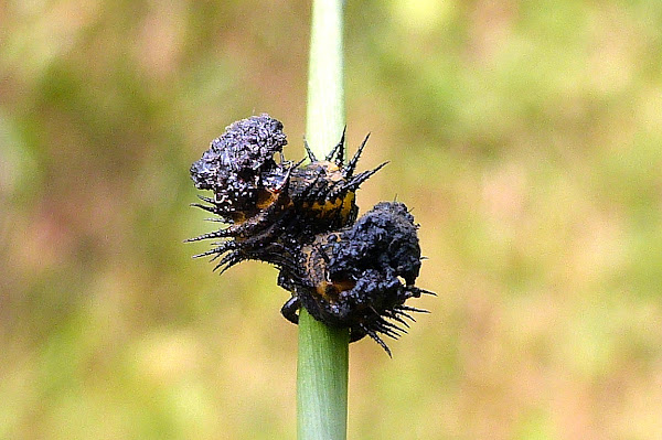 Argus Tortoise Beetle larvae | Project Noah