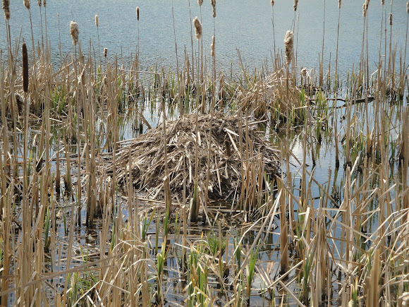Muskrat den | Project Noah