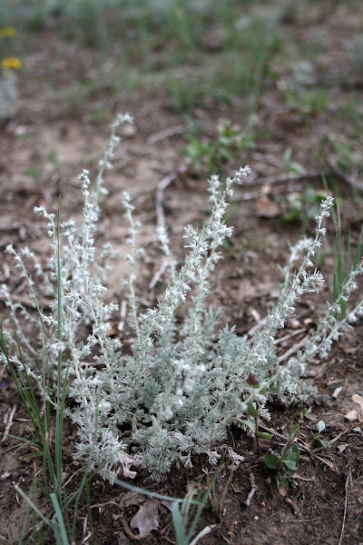 Fringed Sage | Project Noah