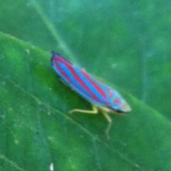 Red-banded Leafhopper | Project Noah