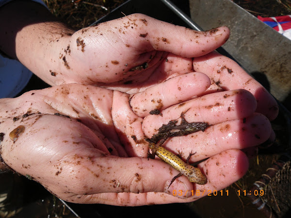 Eastern Newt | Project Noah