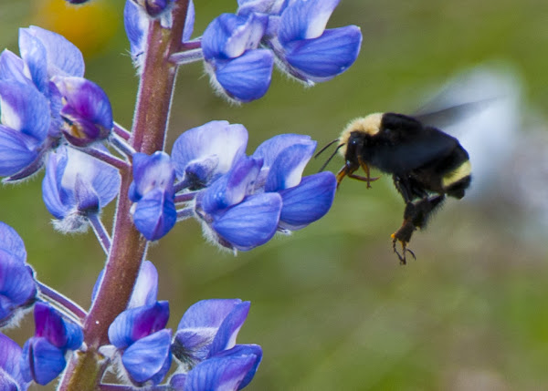yellow-faced bumblebee | Project Noah
