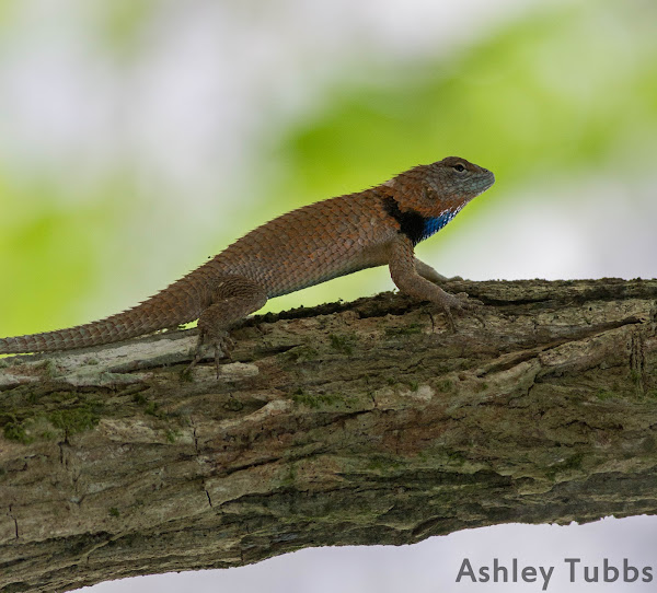 Yucatan Spiny Lizard | Project Noah