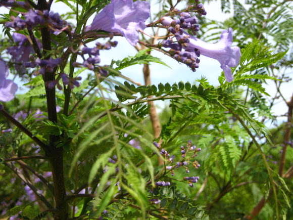 Jacaranda | Project Noah