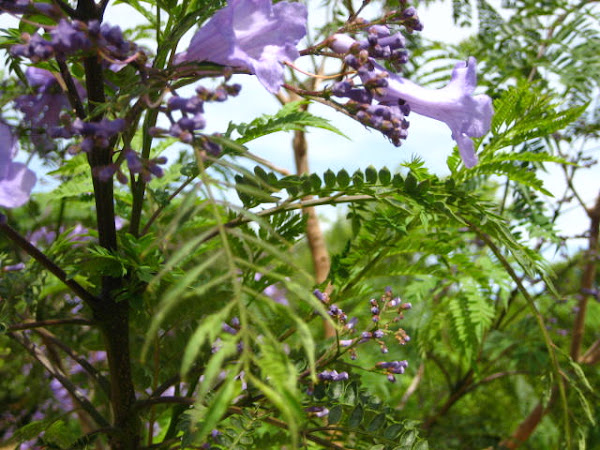 Jacaranda | Project Noah