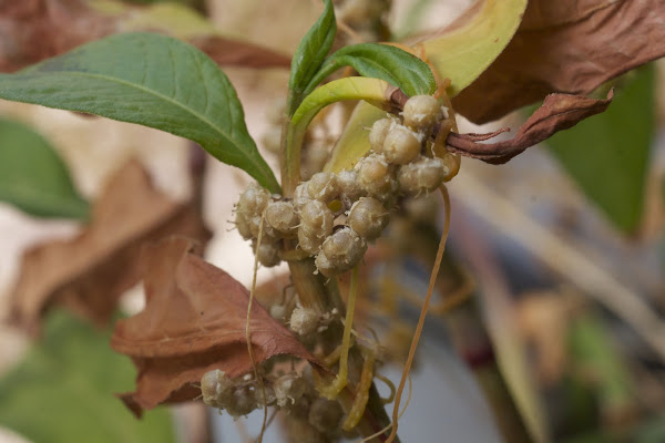 Yellow dodder | Project Noah