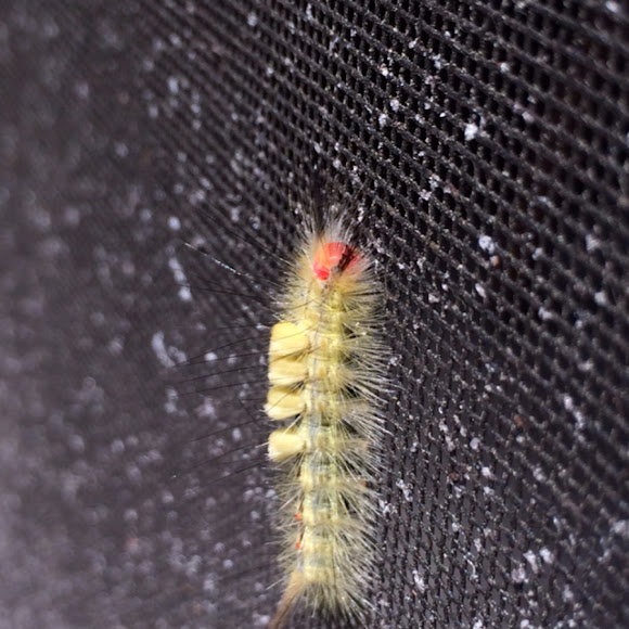 Tussock Moth Caterpillars | Project Noah