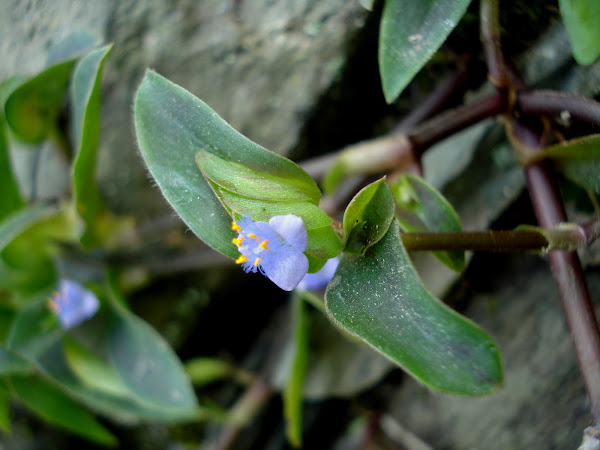 Cyanotis | Project Noah