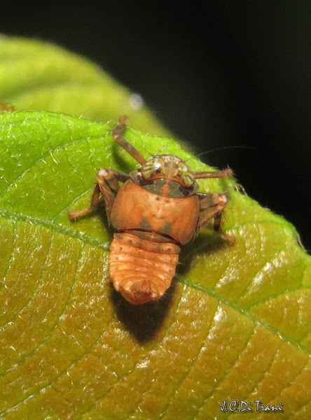Leafhopper nymph | Project Noah