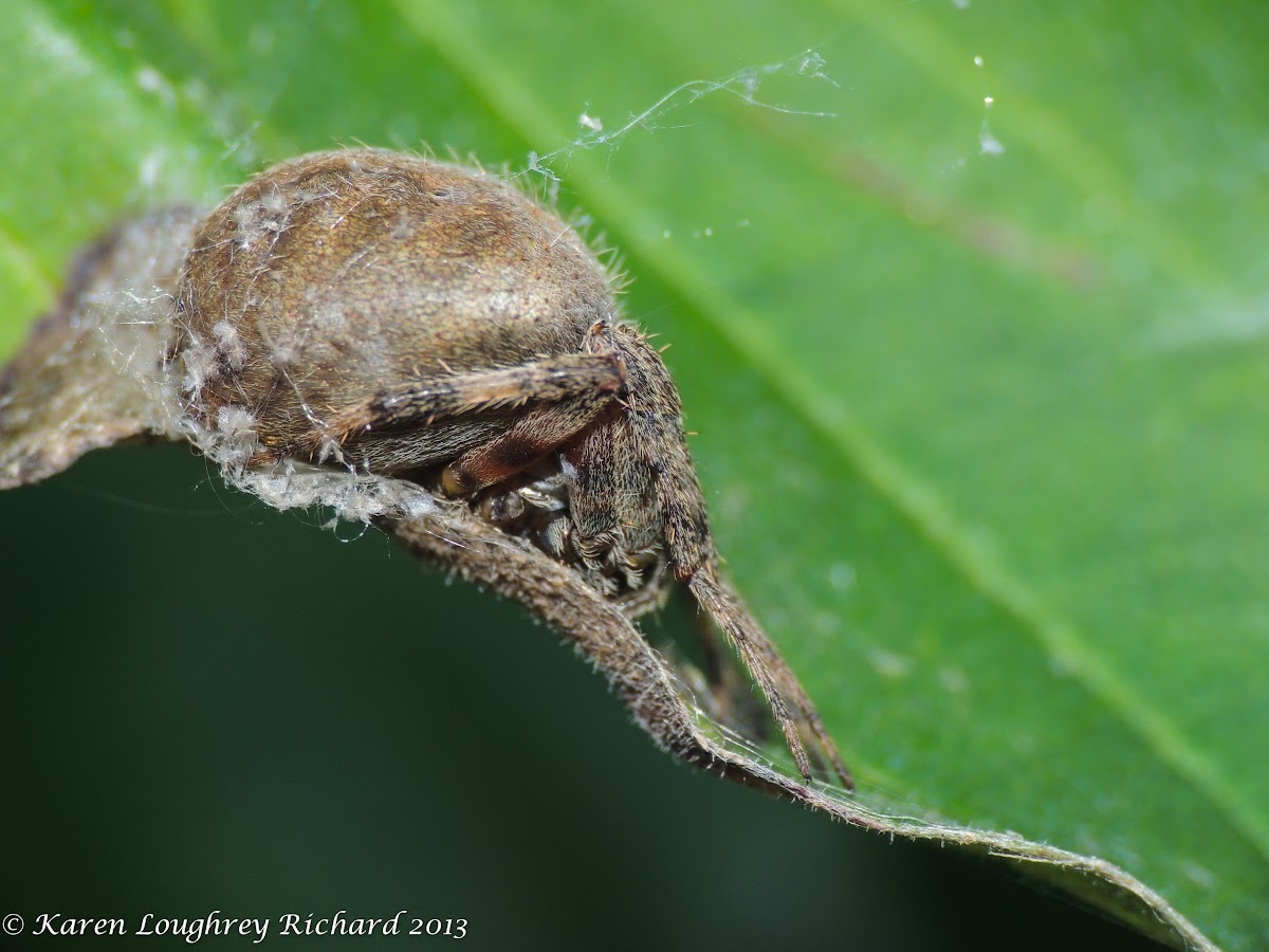 Spotted orbweaver | Project Noah