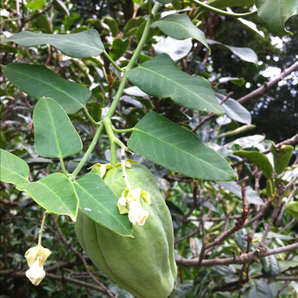 Common Moth Vine | Project Noah