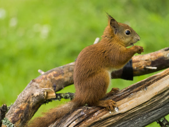European Red Squirrel | Project Noah