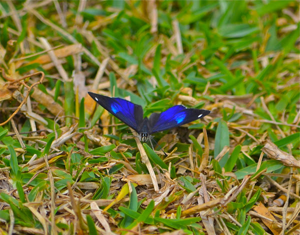 Navy Eighty Eight Butterfly | Project Noah