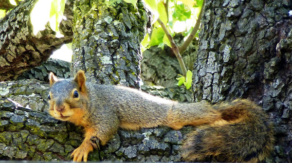 Fox Squirrel | Project Noah