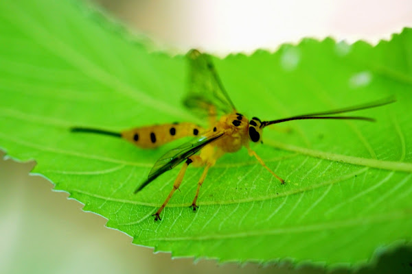 Ichneumon Wasp | Project Noah
