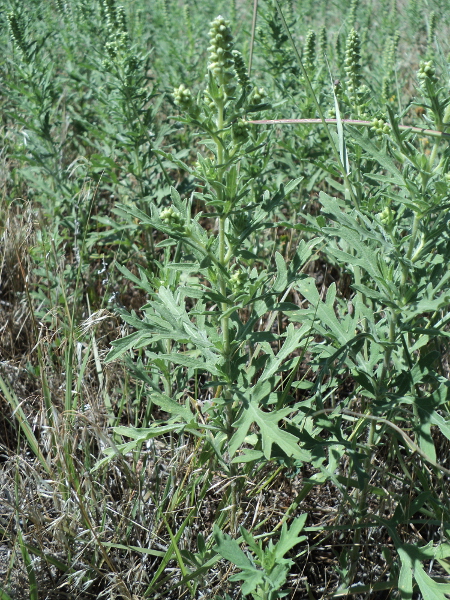 Western Ragweed | Project Noah
