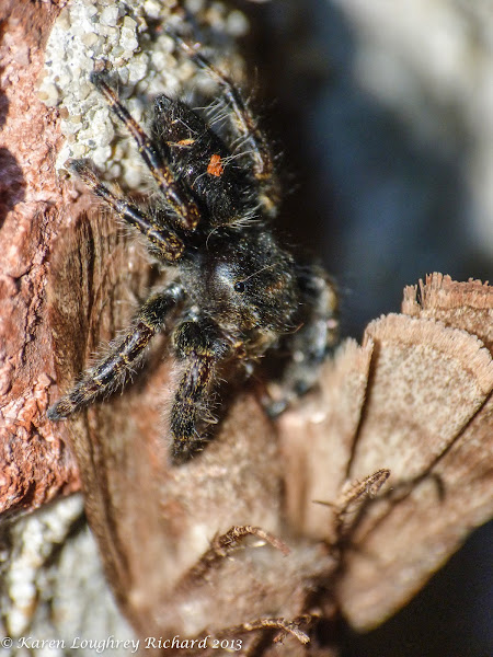 Bold jumping spider vs. moth | Project Noah