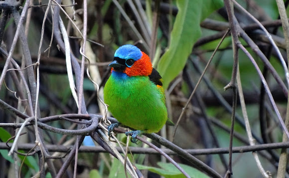 Red-necked Tanager | Project Noah