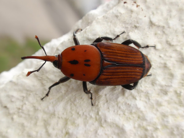 Red Palm Weevil | Project Noah