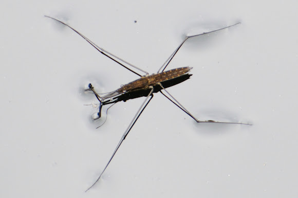 Water Strider; Zapatero | Project Noah