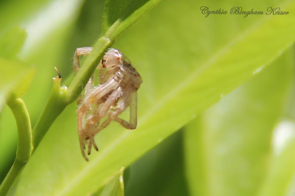 Spider Exoskeleton | Project Noah