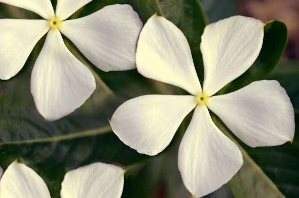 Periwinkle | Project Noah