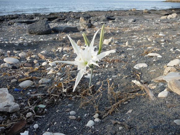 Sand Lily | Project Noah