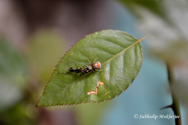 Siler semiglaucus | Project Noah