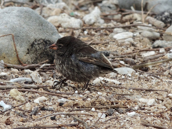 Sharp-beaked ground finch or Vampire finch | Project Noah