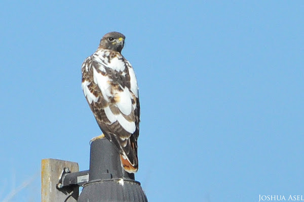 Leucistic Red-tailed Hawk | Project Noah