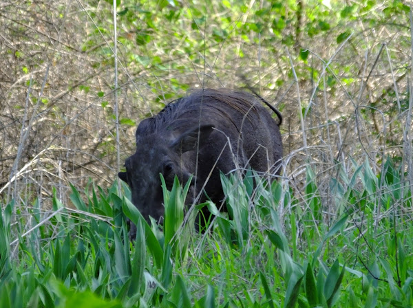 warthog | Project Noah