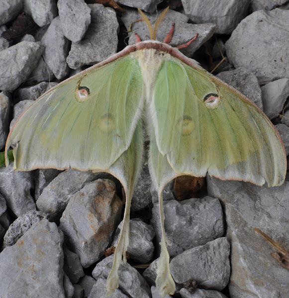 Luna Moth | Project Noah