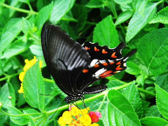 Common Mormon ( female) | Project Noah