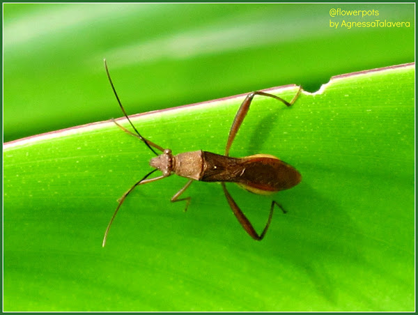 Pod-sucking Bug, Bean Bug | Project Noah