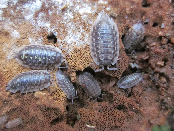 woodlouse | Project Noah