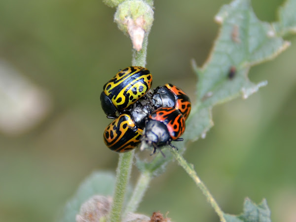 Calligraphy beetles | Project Noah