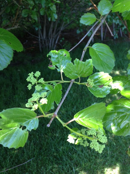 Northern Arrowwood | Project Noah