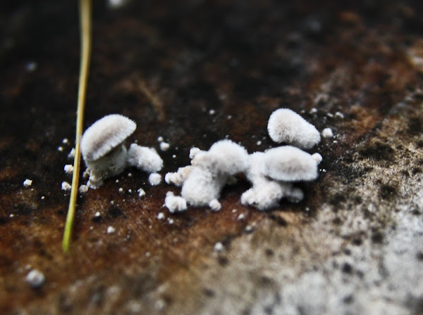 Split Gill Fungus | Project Noah