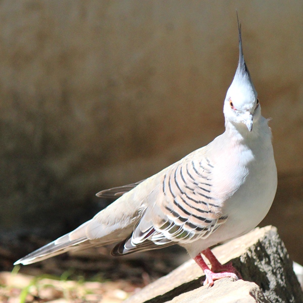 Crested Pigeon | Project Noah