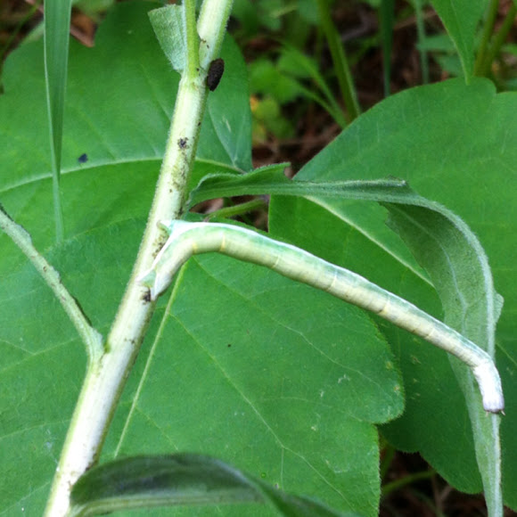 False crocus geometer | Project Noah