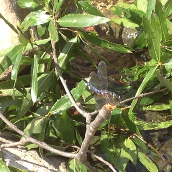 Willow oak | Project Noah