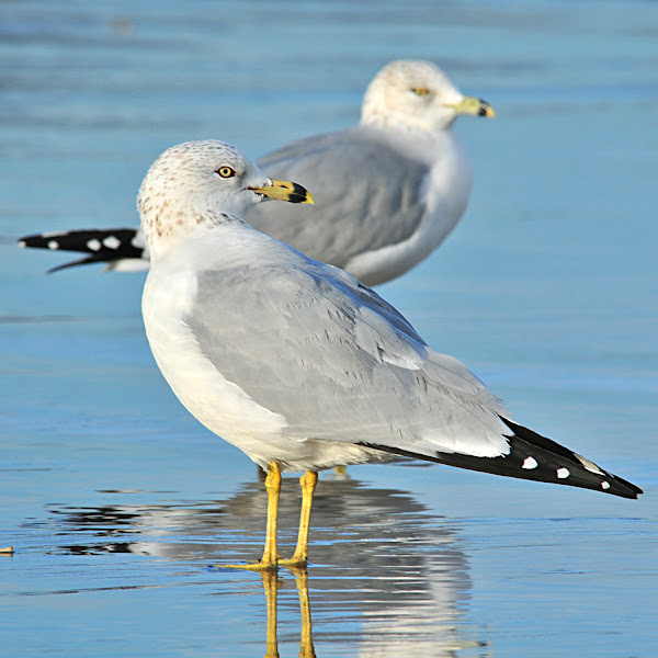 California Gull | Project Noah