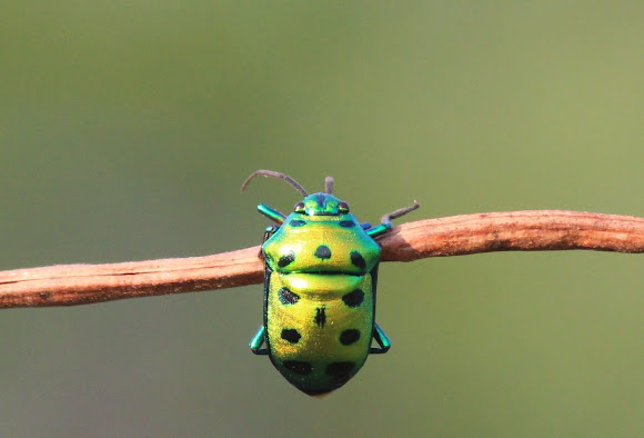 Jewel Bug | Project Noah