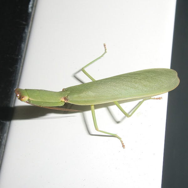 Flat green mantid | Project Noah