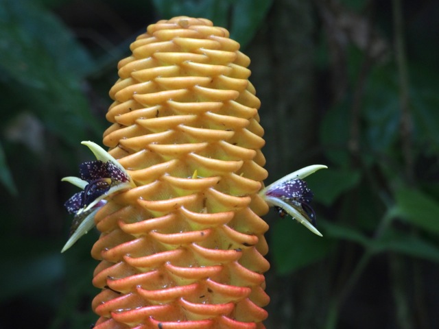 Beehive Ginger | Project Noah